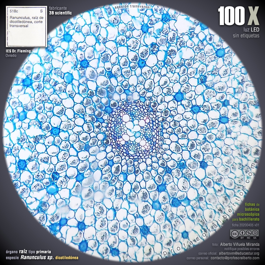Órganos Vegetales ← Botánica Microscópica ← Fisiología e Histología ...